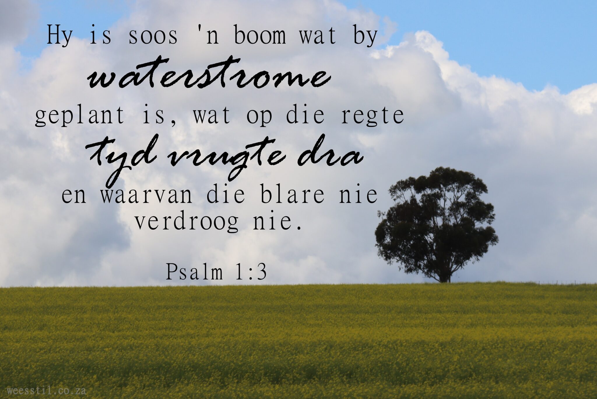 Buig die Boompie terwyl hy Jonk is. – Wees stil